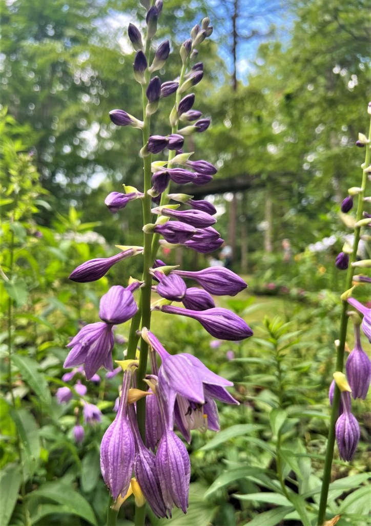 Art & Flowers at Lilyfest in Hocking Hills – Pickerington Online